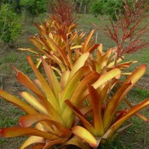 Orange Bromeliad Aechmea Blanchetiana 'red Raspberry ' FULL SUN! Giant ...