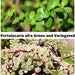 Combo Portulacaria Afra Green and Variegated (rainbow Bush)- Elephant ...