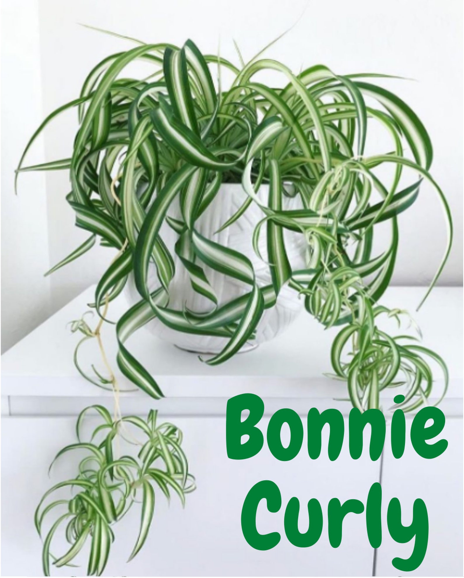 4 Potted Varieties of Spider Plants (chlorophytum Comosum)- Zebra Grass ...