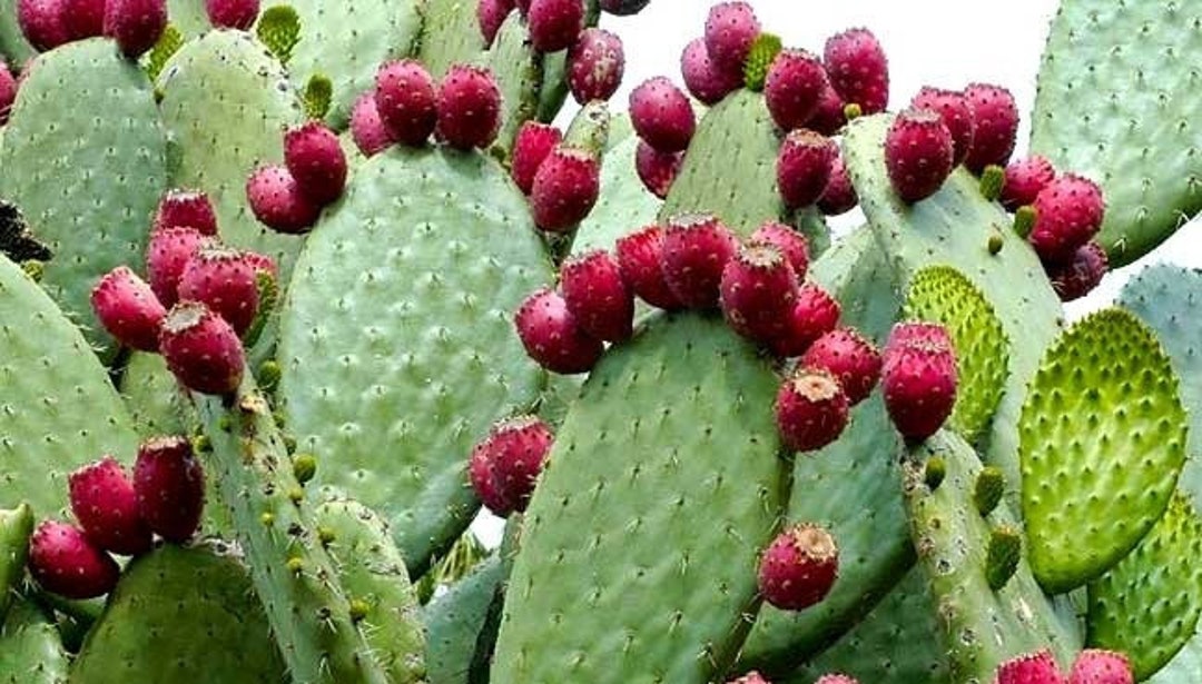 Opuntia Prickly Pear (opuntia Cochenillifera), Mexican Nopales Cactus ...