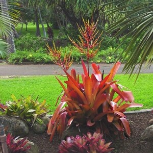 Orange Bromeliad Aechmea Blanchetiana 'red Raspberry ' FULL SUN! Giant ...