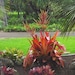 Orange Bromeliad Aechmea Blanchetiana 'red Raspberry ' FULL SUN! Giant ...