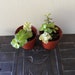 Combo Portulacaria Afra Green and Variegated (rainbow Bush)- Elephant ...