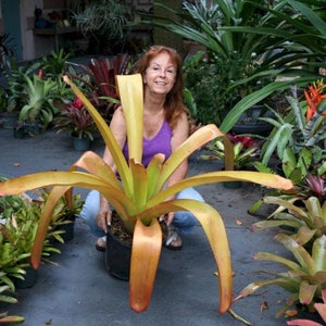 Orange Bromeliad Aechmea Blanchetiana 'red Raspberry ' FULL SUN! Giant ...