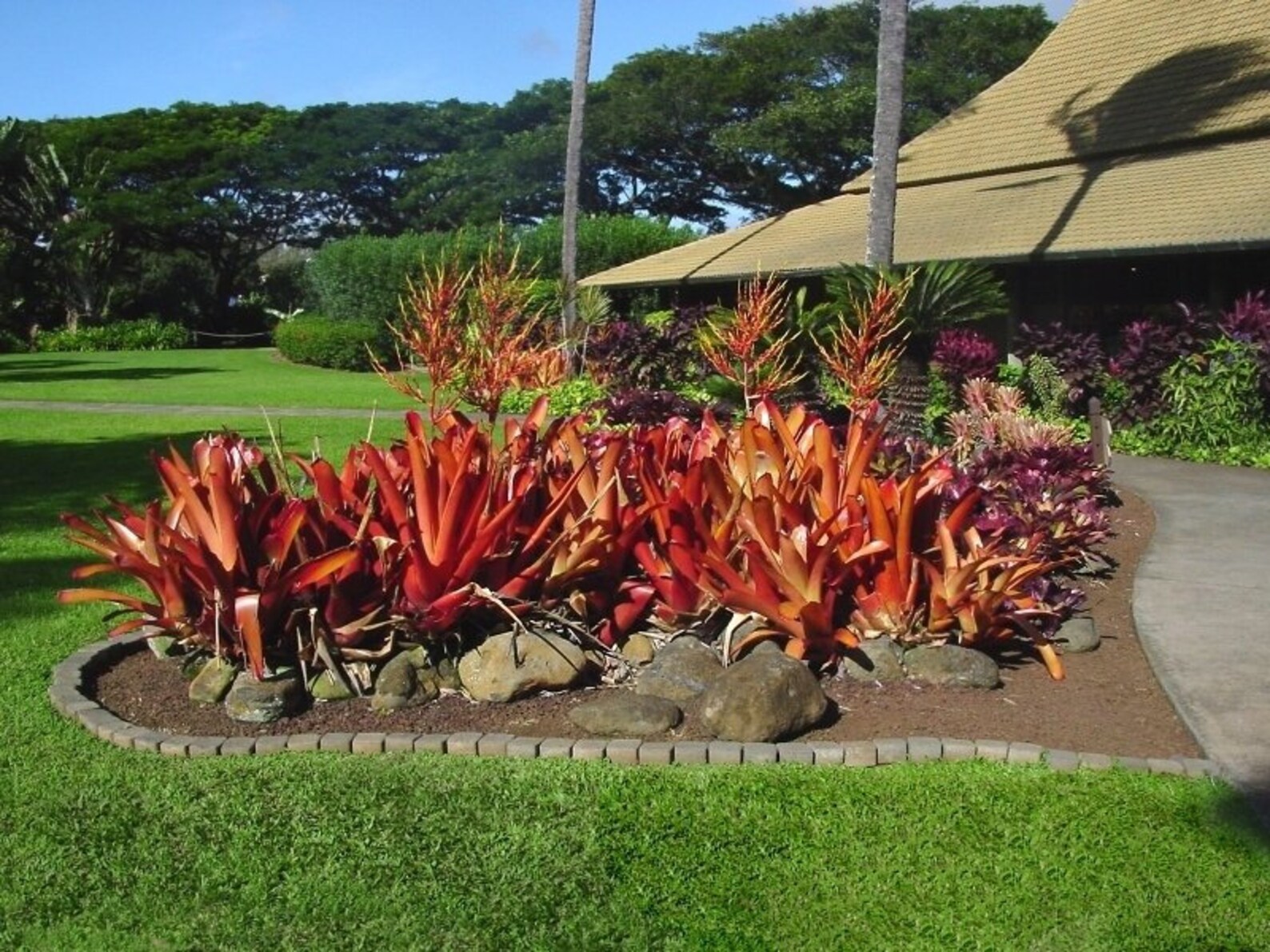 Orange Bromeliad Aechmea Blanchetiana 'red Raspberry ' FULL SUN! Giant ...