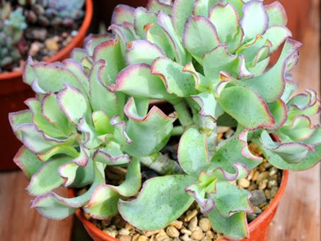 Ripple Jade 'blue Bird' (crassula Arborescens Undulatifolia), Curly ...