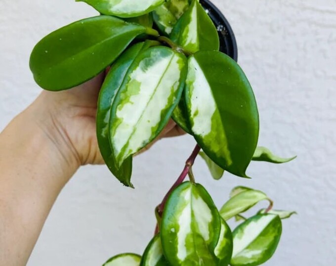 Hoya Carnosa 'rubra', Hoya Carnosa Variegated, Hoya Compacta Tricolor ...