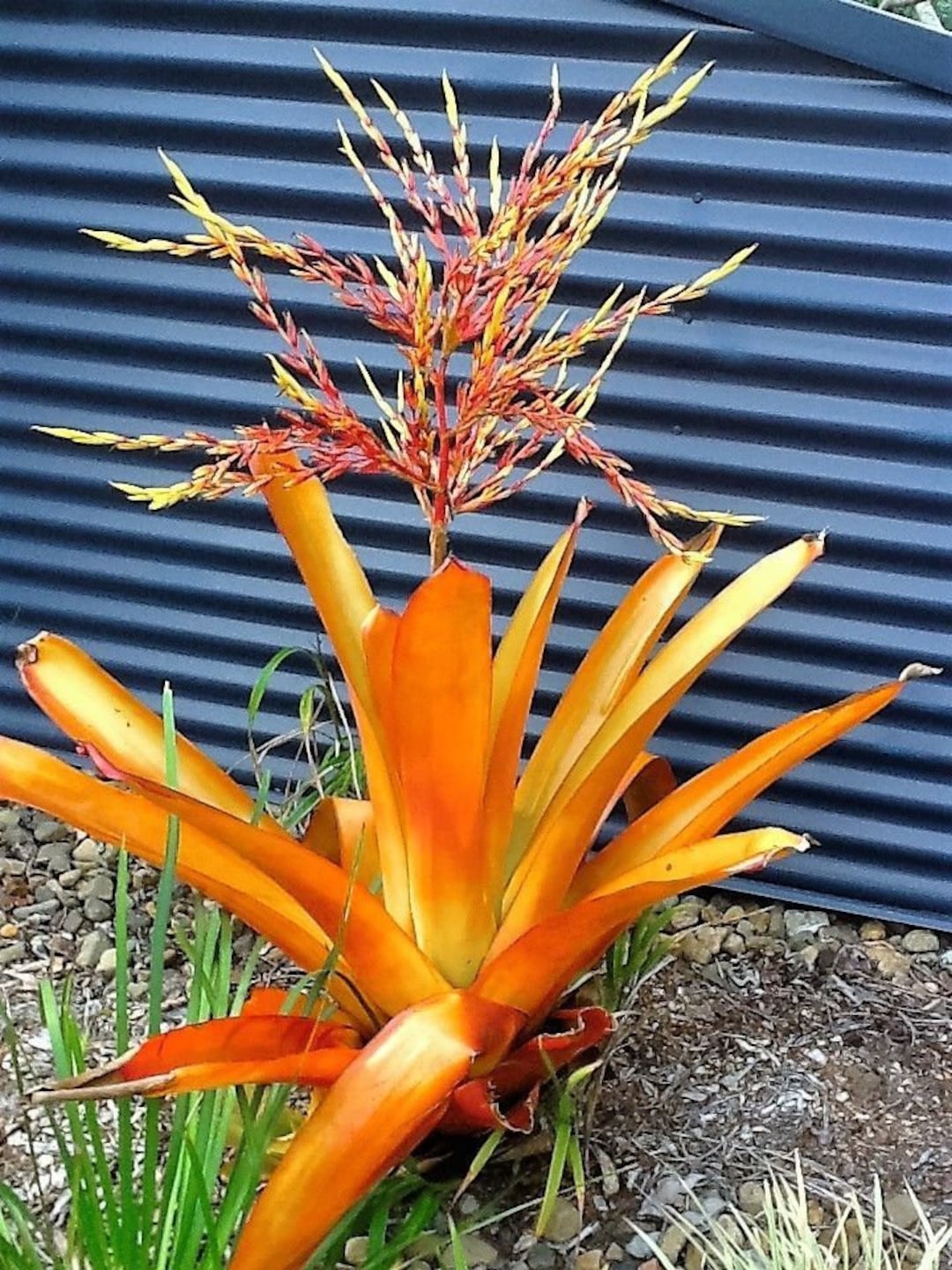 Orange Bromeliad Aechmea Blanchetiana 'red Raspberry ' FULL SUN! Giant ...