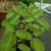 2 Medicinal Kalanchoe Pinnata, Bryophyllum Pinnatum, Leaf of Life ...