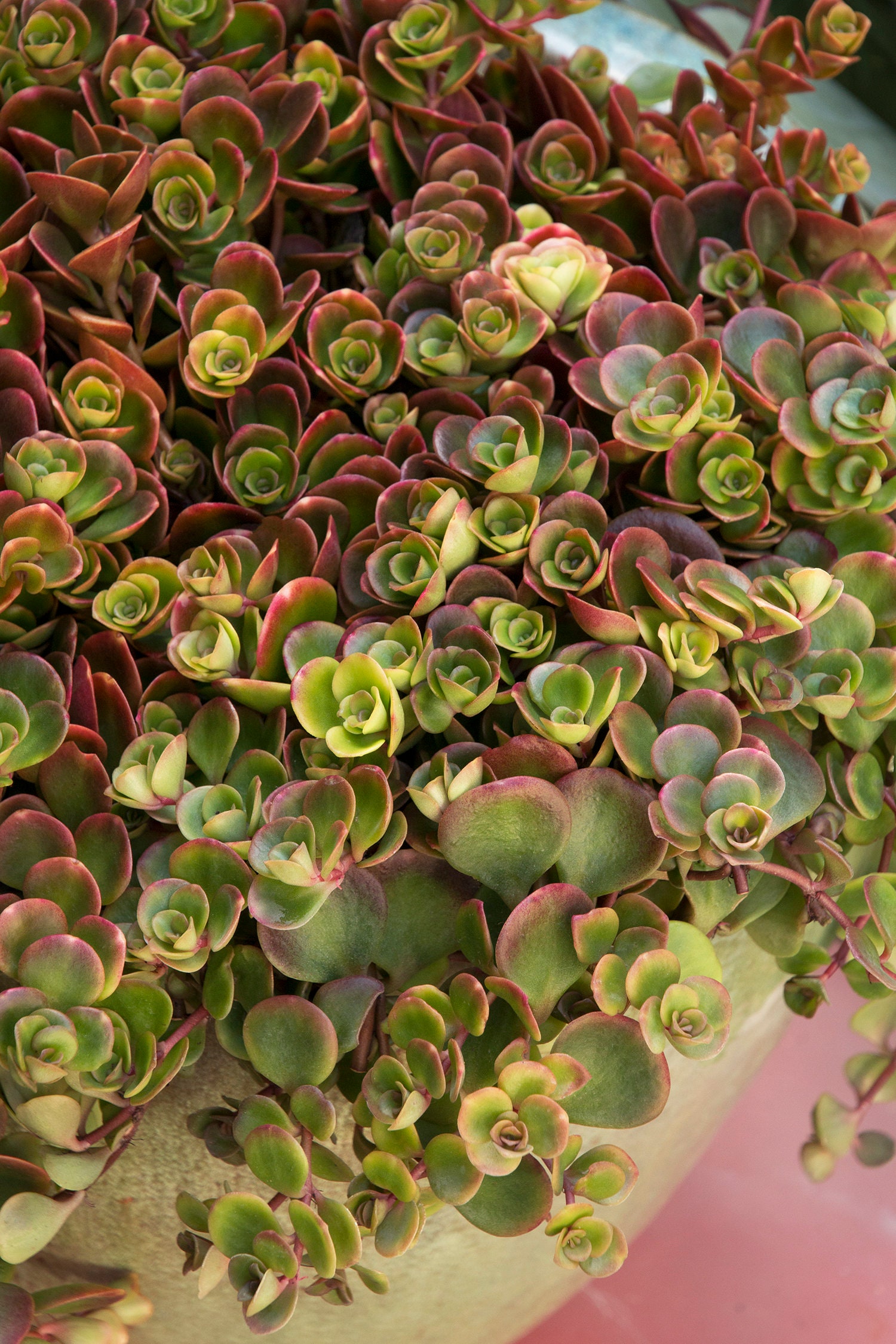 Sedum Tetractinum 'coral Reef'- 'chinese Sedum' - (stonecrop) ROOTED in ...