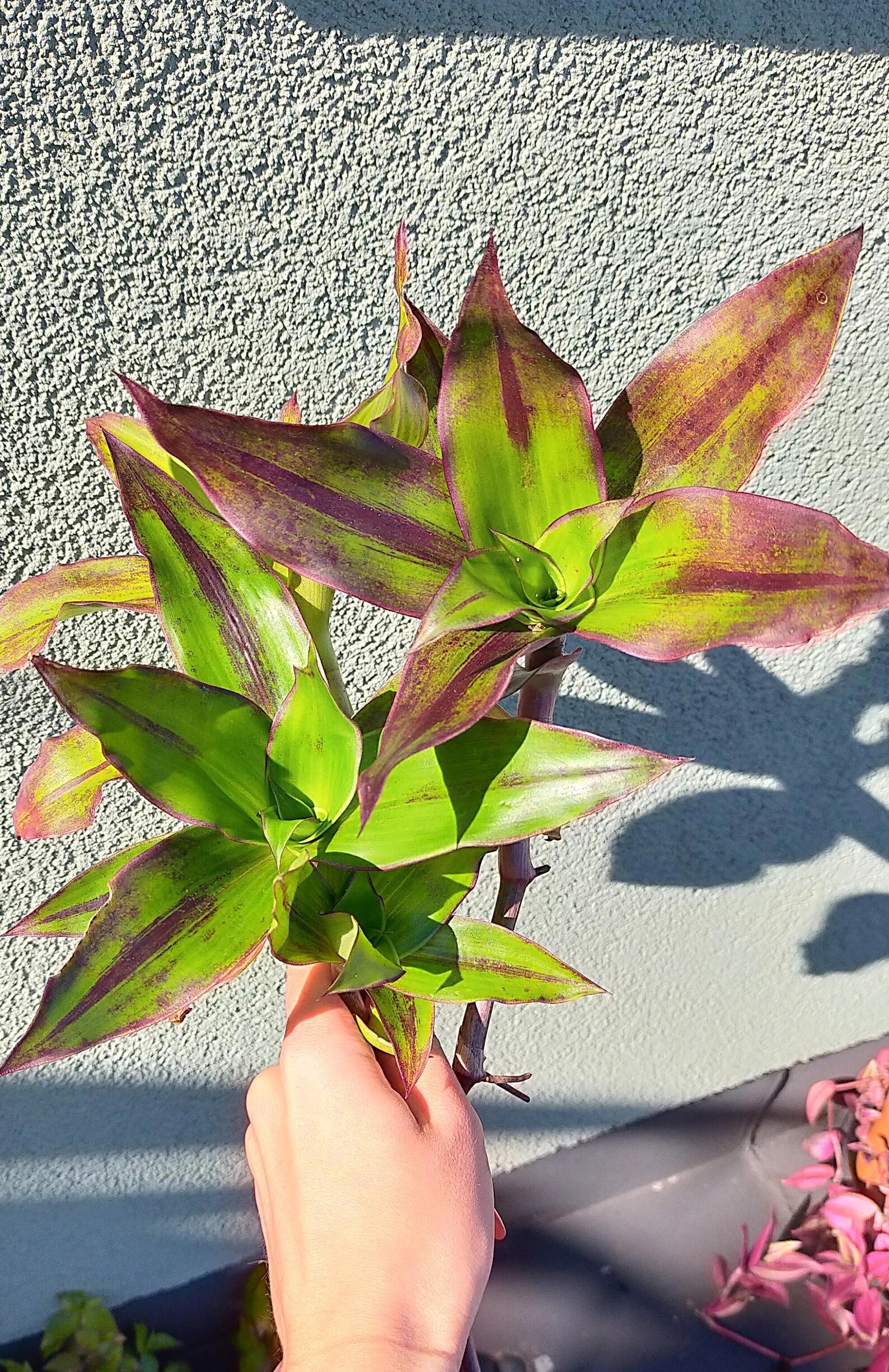 2 Callisia Fragrans Cuttings (turtle Vine, Inch Plant, Basket Plant ...
