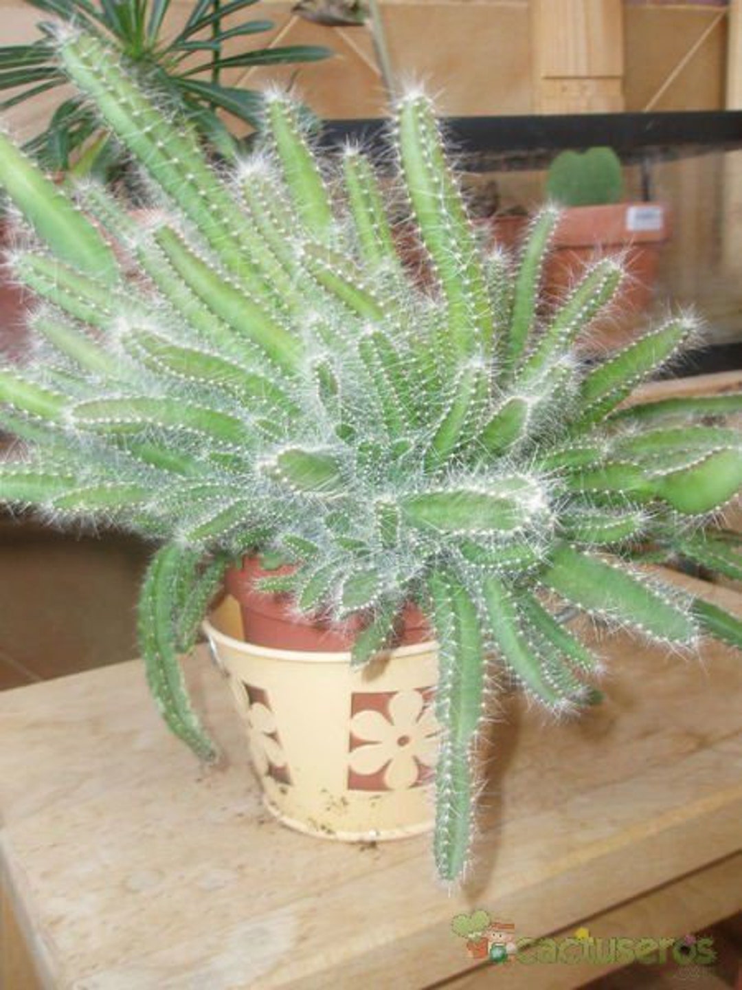 Dog Tail Cactus in 2.5" Pot (strophocactus Testudo, Selenicereus or ...