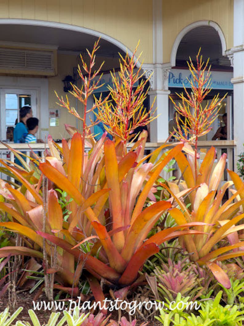 Orange Bromeliad Aechmea Blanchetiana 'red Raspberry ' FULL SUN! Giant ...