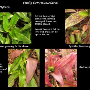 2 Callisia Fragrans Cuttings (turtle Vine, Inch Plant, Basket Plant ...
