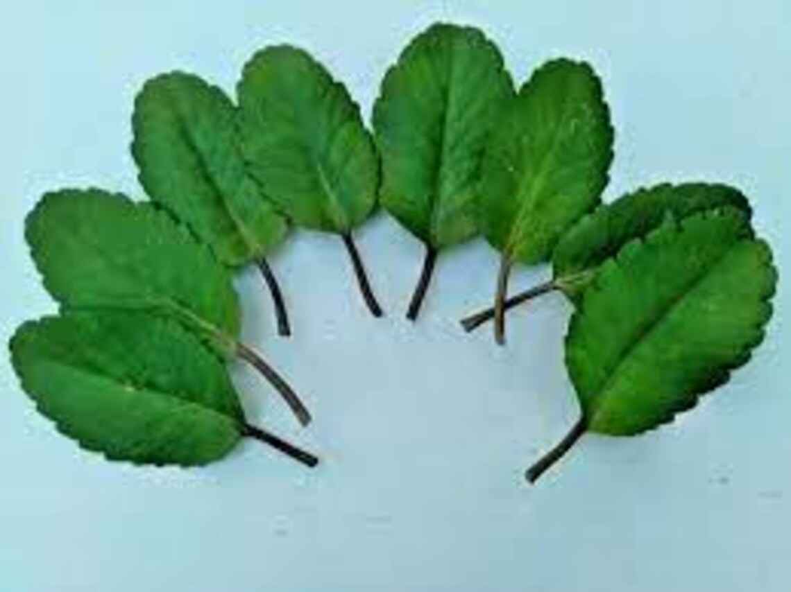 KALANCHOE PINNATA Miracle Leaf Air Plant Bryophyllum Pinnatum 12 Leaves ...