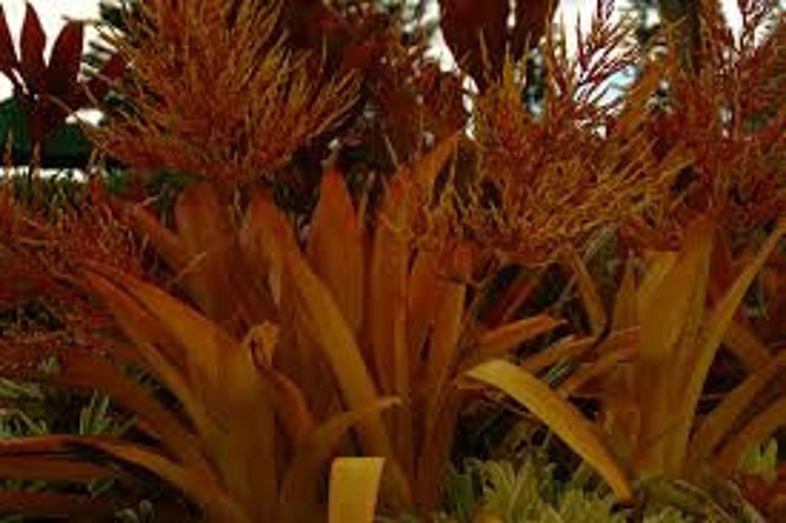 Orange Bromeliad Aechmea Blanchetiana 'red Raspberry ' FULL SUN! Giant ...