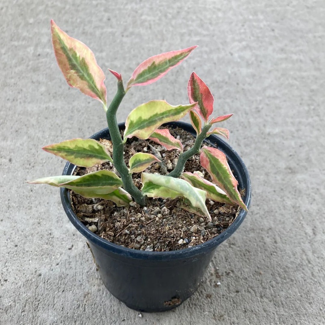 Combo Variegated and Green Backbone pedilanthus Tithymaloides/ Zig-zag ...