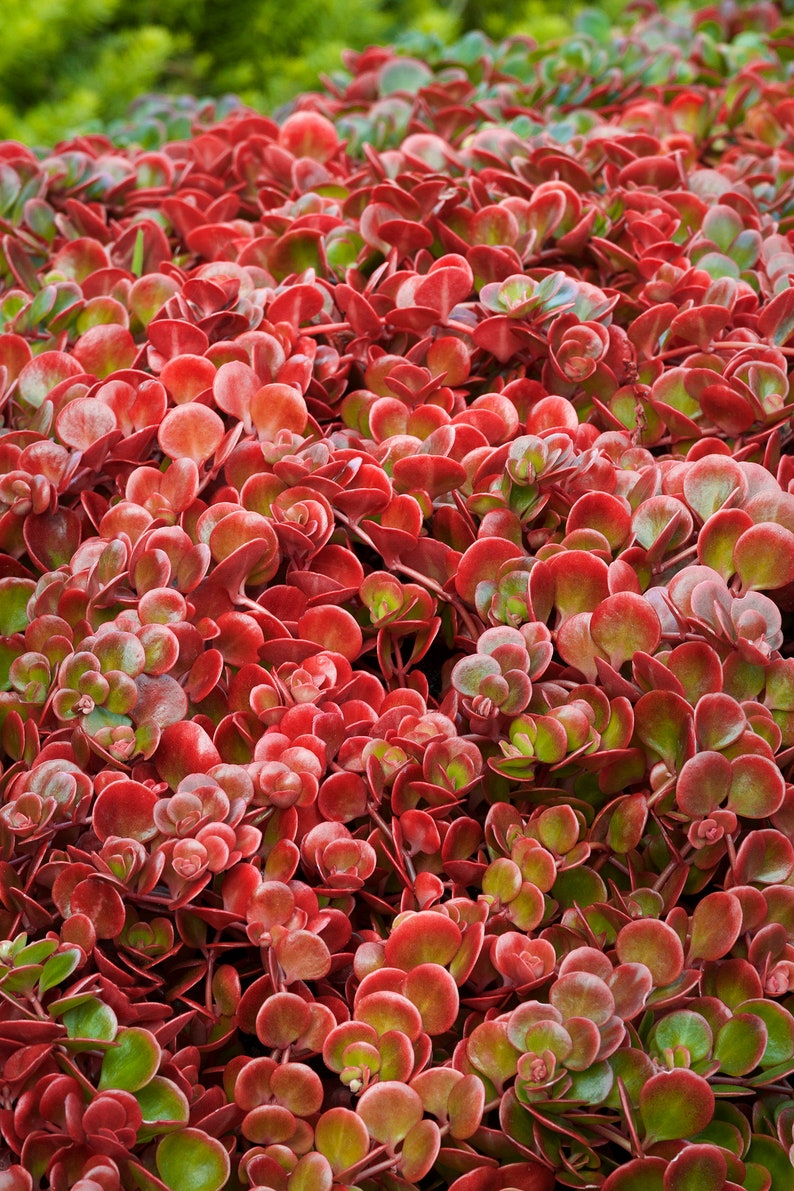 Sedum Tetractinum 'coral Reef'- 'chinese Sedum' - (stonecrop) ROOTED in ...
