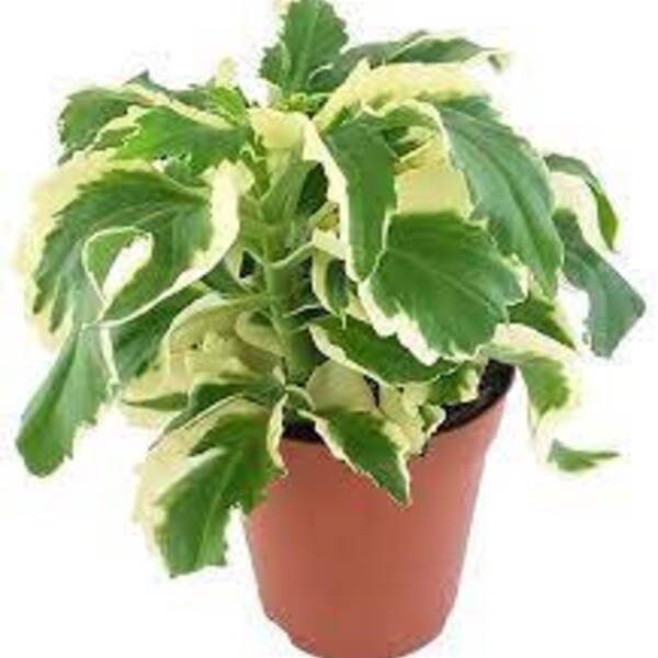 Chicken Feet Pearls - Etsy