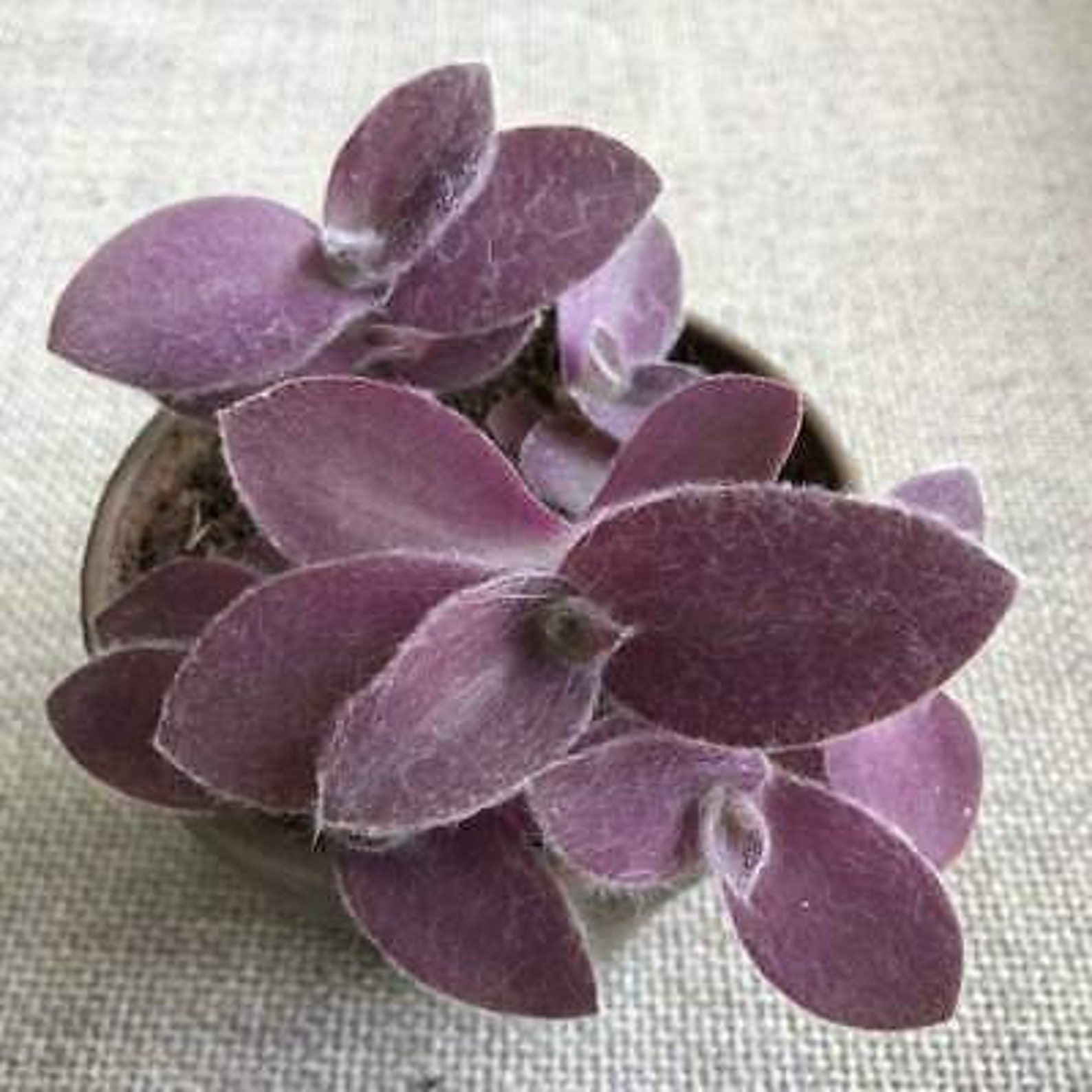 Tradescantia Setcreasea Pallida 'pale Puma' Purple | Etsy