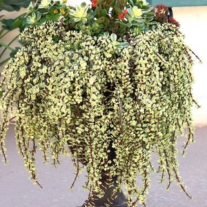 Combo Portulacaria Afra Green and Variegated (rainbow Bush)- Elephant ...