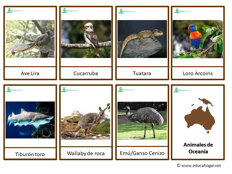 Animals of the World 120 SPANISH Montessori Cards Classified - Etsy