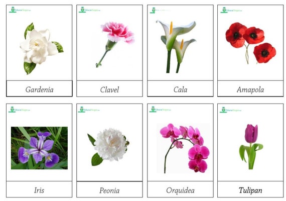 Spanish Flower Names