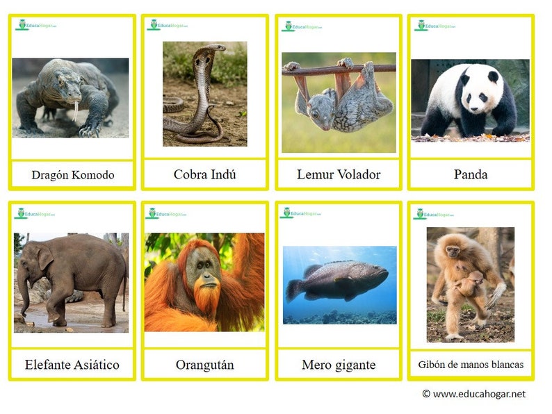 Animals of Asia - 15 SPANISH Montessori Cards - Etsy