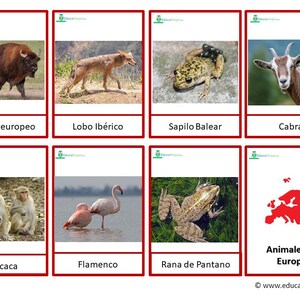 Animals of the World - 120 SPANISH Montessori Cards Classified by ...