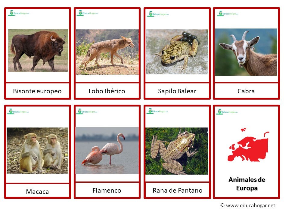 Animals of the World 120 SPANISH Montessori Cards Classified - Etsy