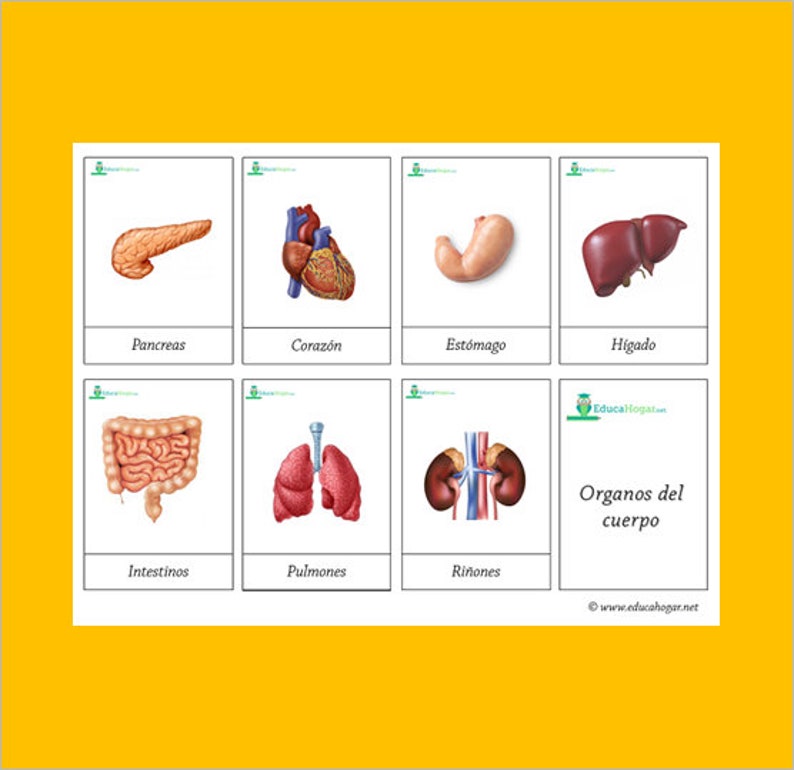 Body Organs-spanishmontessori 3-part Cards - Etsy