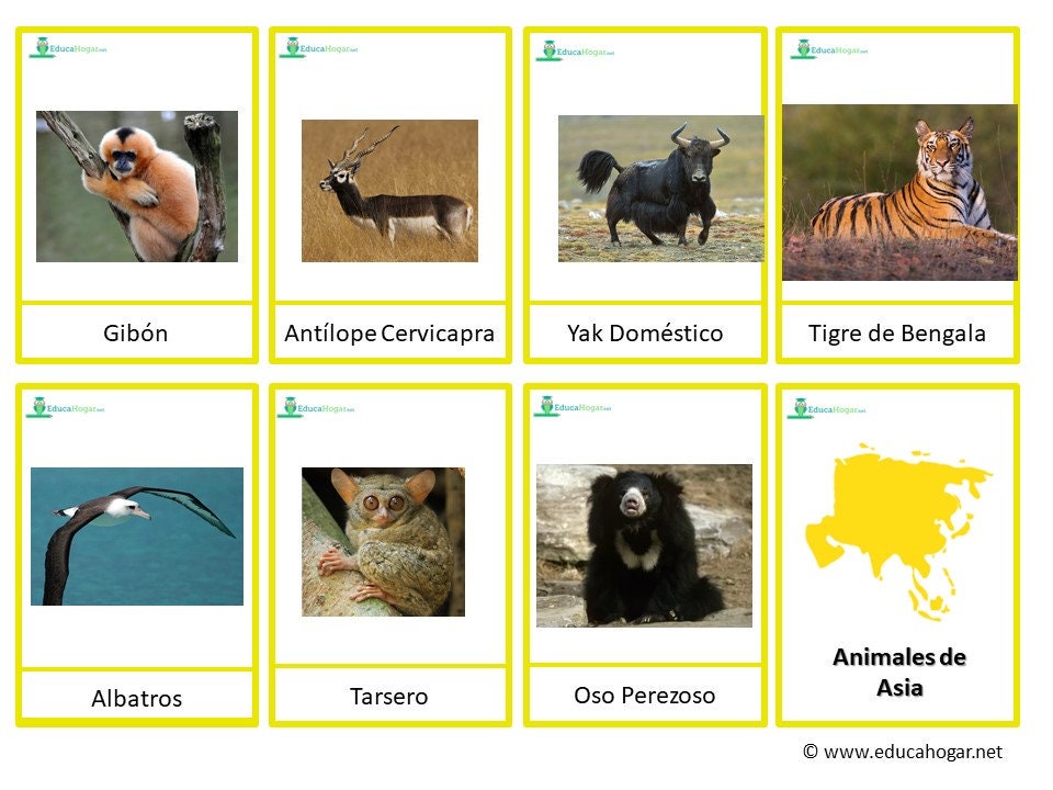 Animals of the World 120 SPANISH Montessori Cards Classified - Etsy