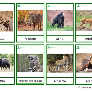 Animals of the World - 120 SPANISH Montessori Cards Classified by ...