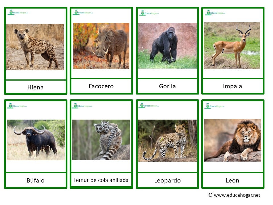 Animals of the World 120 SPANISH Montessori Cards Classified - Etsy