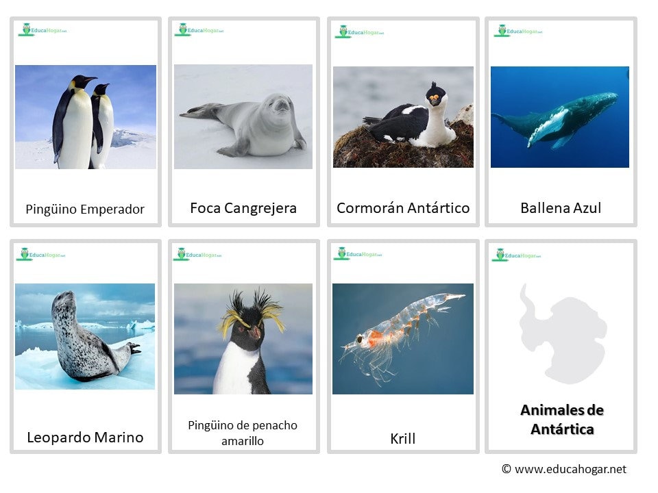 Animals of the World - 120 SPANISH Montessori Cards Classified by ...