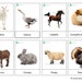 Farm Animals 15 SPANISH Montessori Cards - Etsy