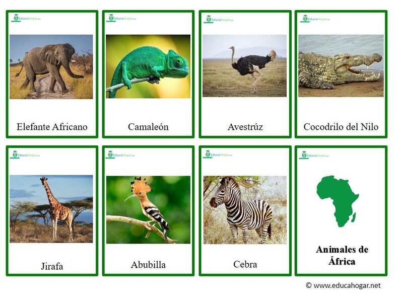 Animales de Africa 24 Tarjetas Montessori - Etsy México