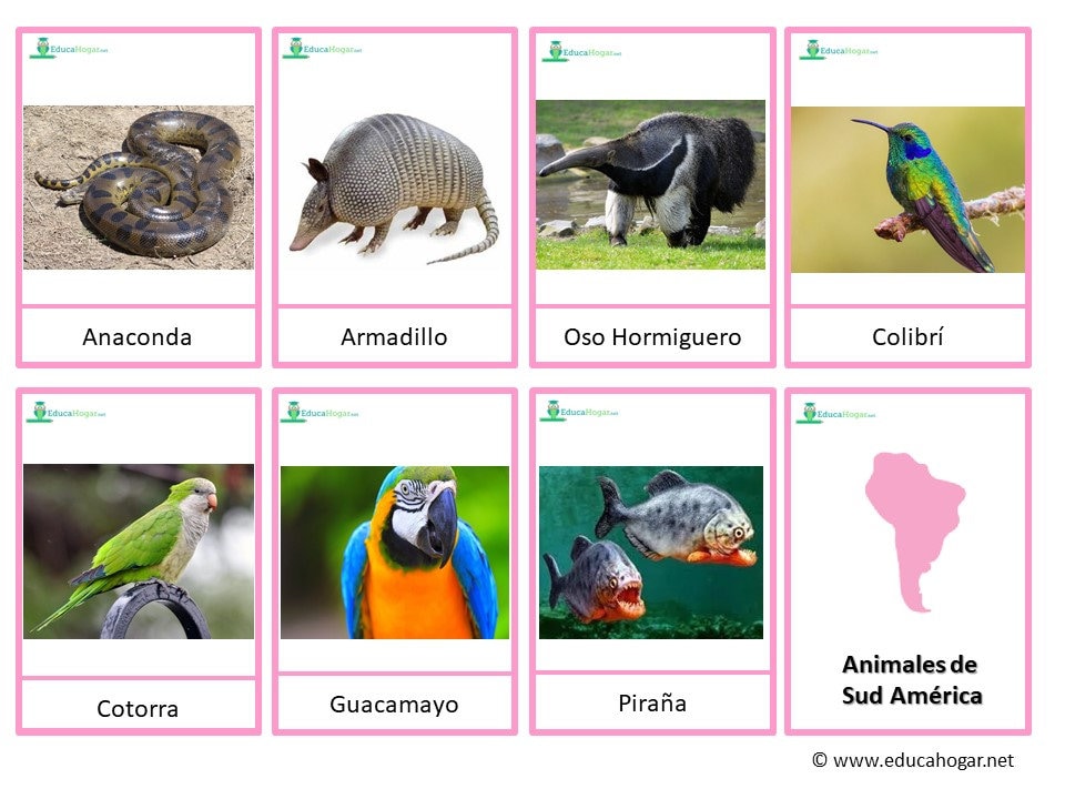 Animals of the World - 120 SPANISH Montessori Cards Classified by ...
