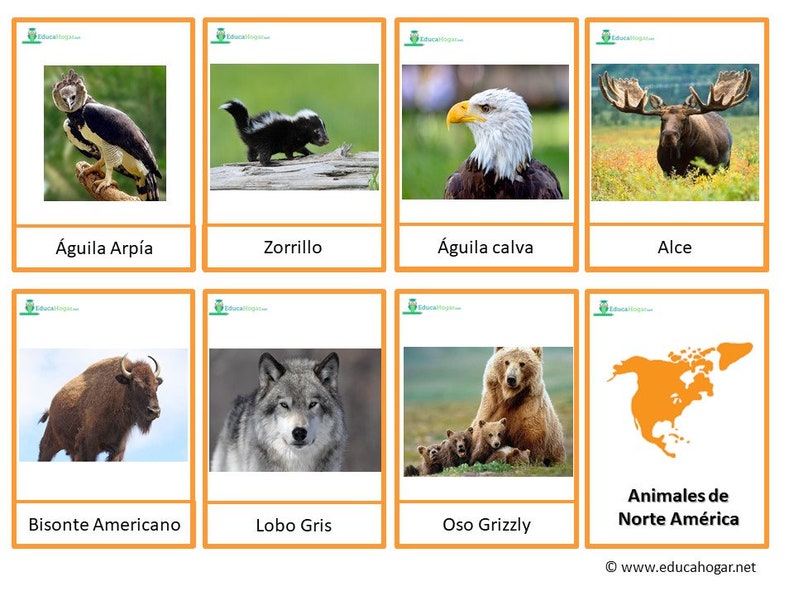 Animals of the World - 120 SPANISH Montessori Cards Classified by ...