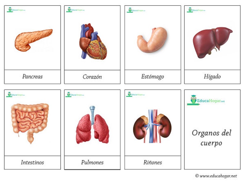 Los organos del cuerpo Tarjetas de tres partes Montessori | Etsy