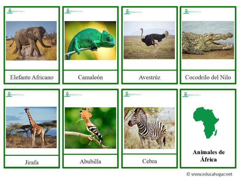 Animales de Africa - 24 Tarjetas Montessori - Etsy México