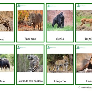 Animales de Africa - 24 Tarjetas Montessori - Etsy México