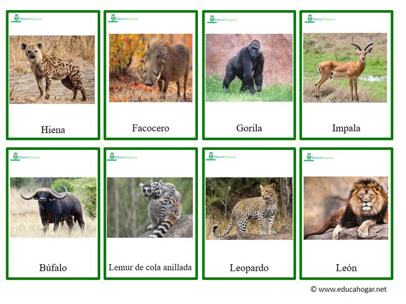 Animales de Africa - 24 Tarjetas Montessori - Etsy México