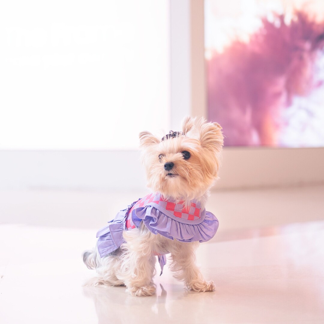 NEW Dog Harness Frill Harness Ruffle Harness Harness - Etsy