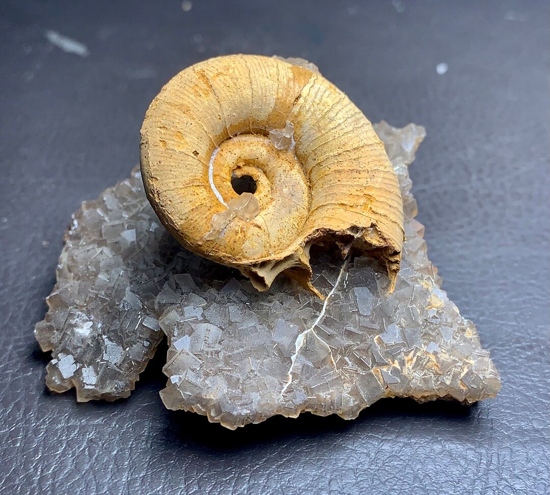 Rare Unusual Collection Grade Fossil Snail Shell Combine With Fluorite Crystals Cluster,museum ...