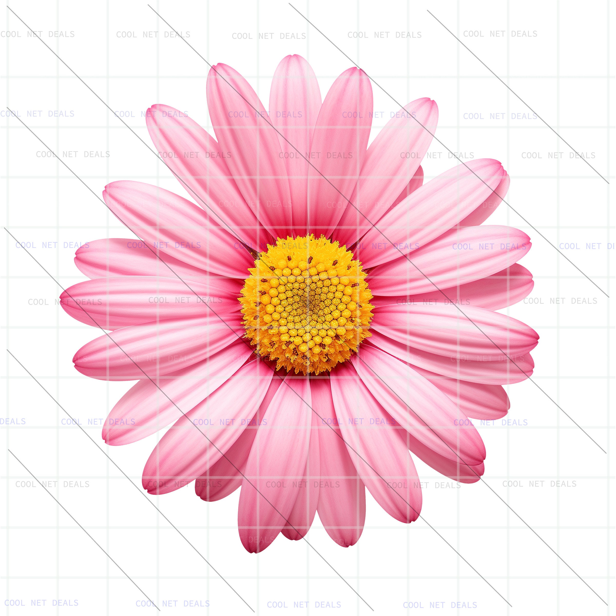 Daisy SVG Bundle, Colorful Daisy Clipart JPG, Flower Clipart PNG ...