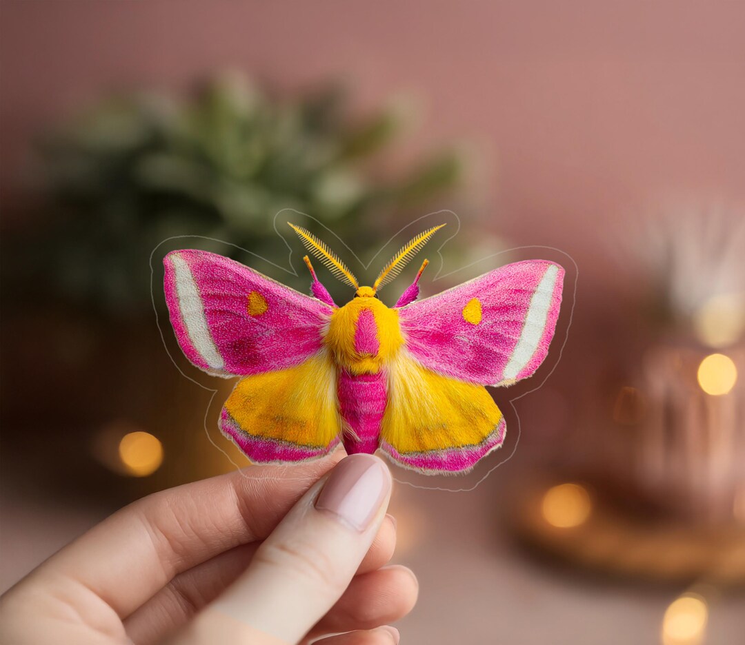 Rosy Maple Moth Sticker, Cute Transparent Die Cut Vinyl Decal for ...