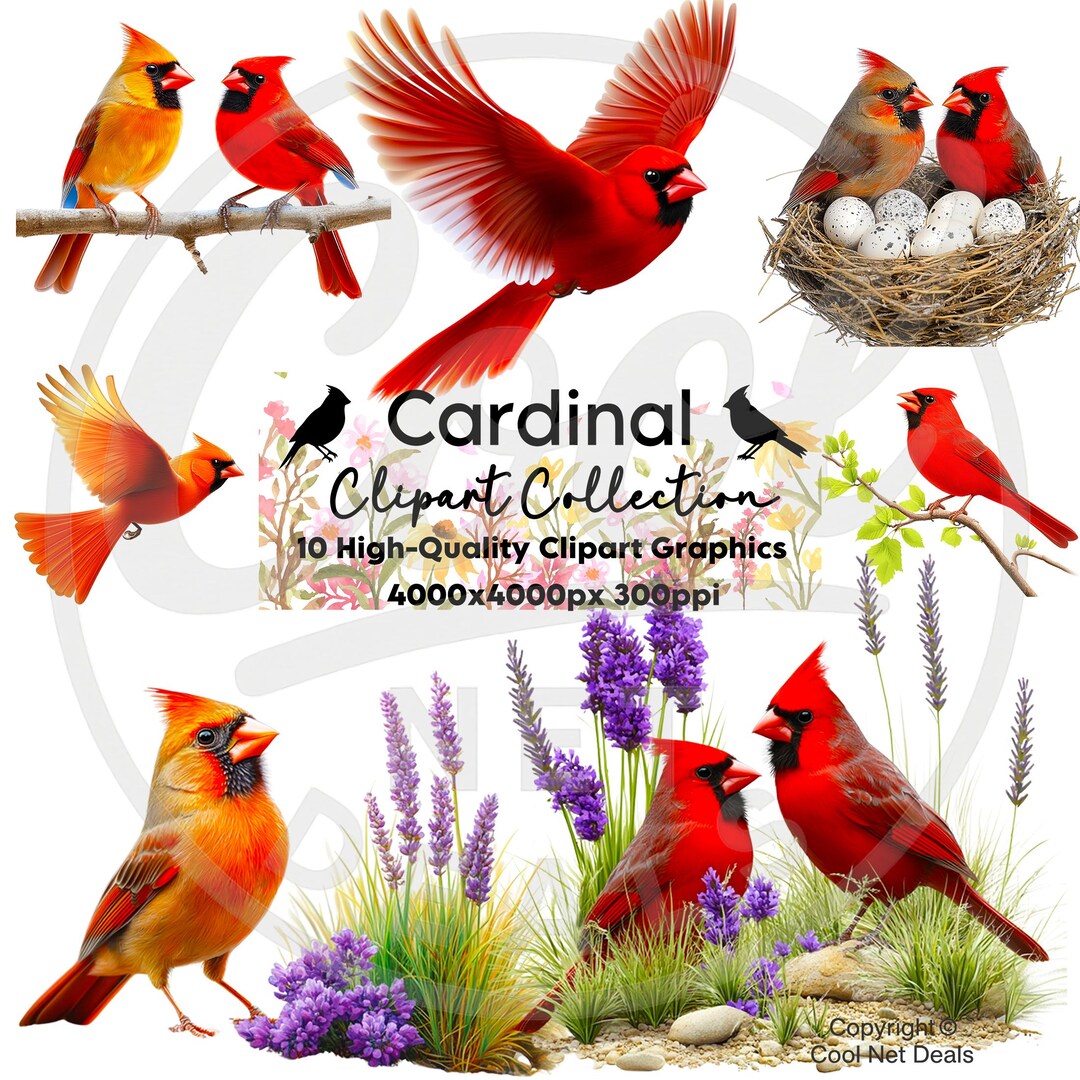 Cardinal Clipart: High-resolution Bird Graphics (PNG, JPG) - Etsy