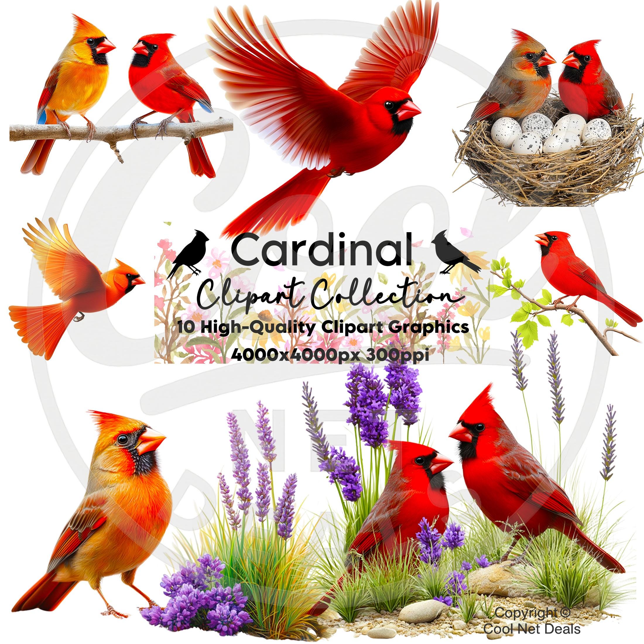Cardinal Clipart, Bird Clipart, Cardinal PNG Transparent, Bird Crafting ...