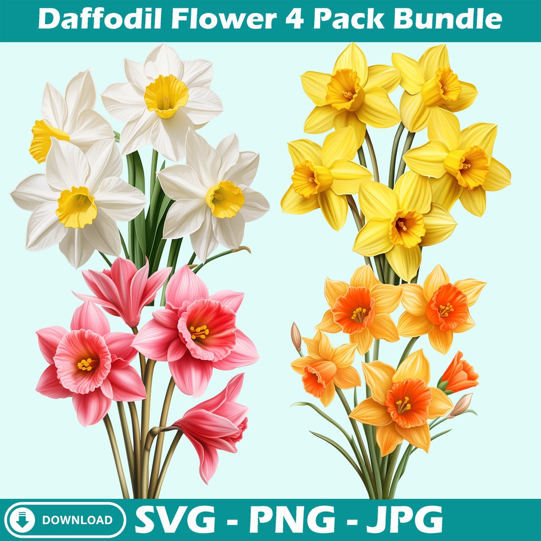 Daffodil Clipart Bundle: Spring Flower SVG, PNG, JPG (digital Download ...